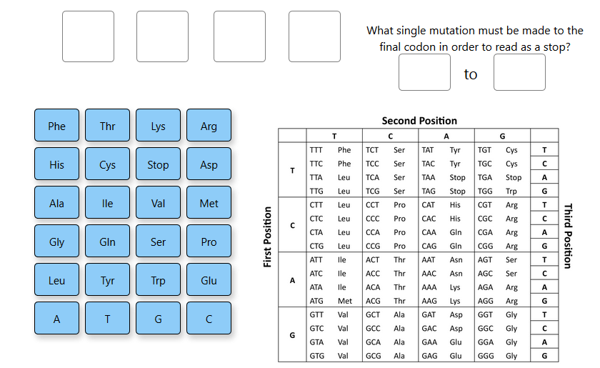 Solved A sequence of DNA nucleotides can be translated into | Chegg.com