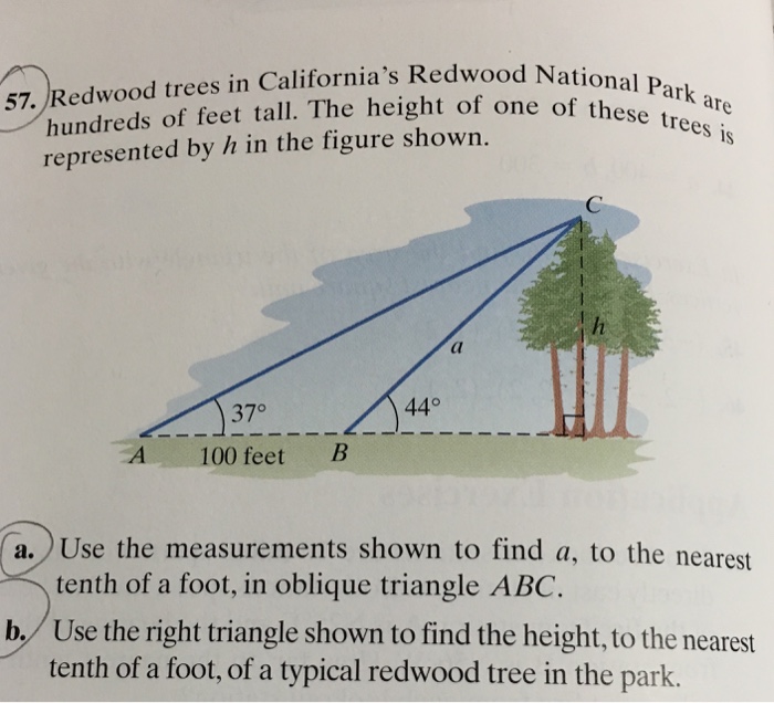 Solved Redwood trees in California's Redwood National Park | Chegg.com