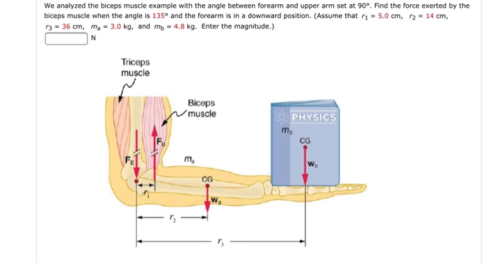 Solved We analyzed the biceps muscle example with the angle | Chegg.com