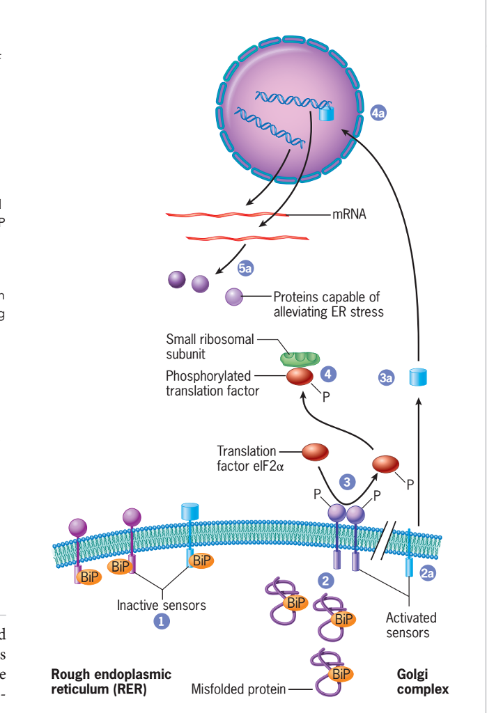 Solved Explain the unfolded protein response. Describe the | Chegg.com