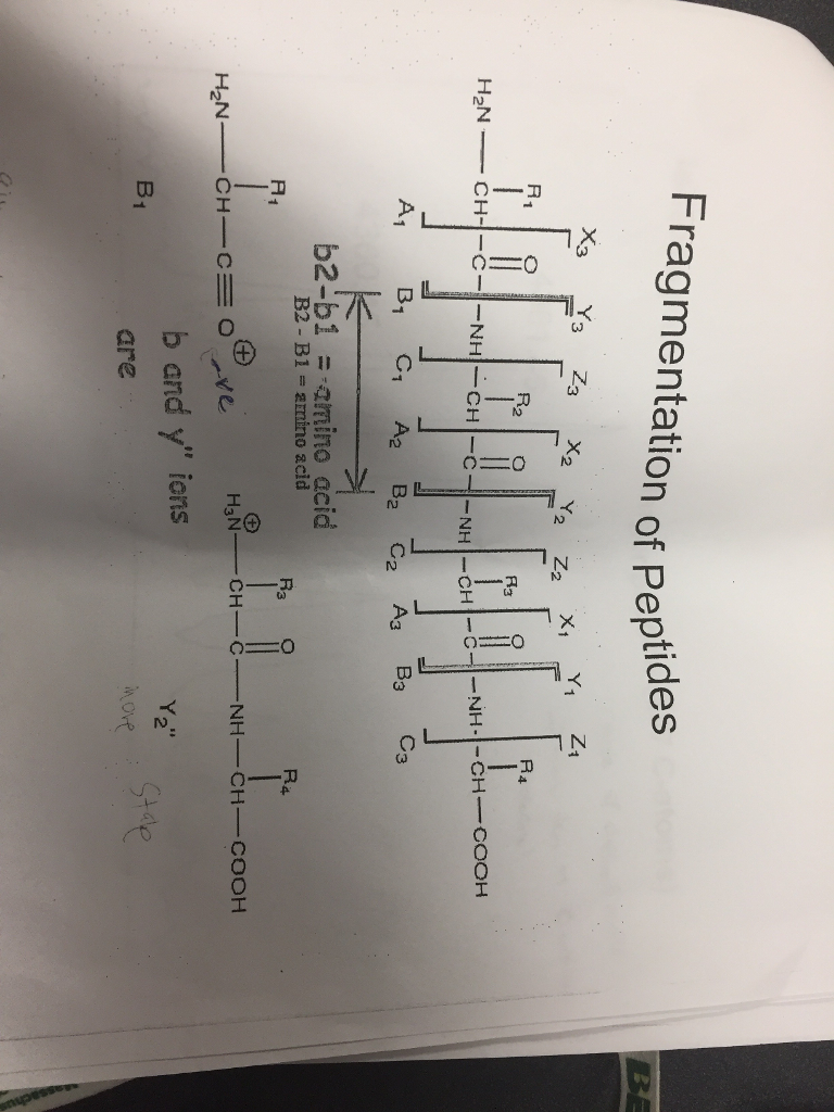Solved Fragmentation of a smaller peptide is shown below. | Chegg.com
