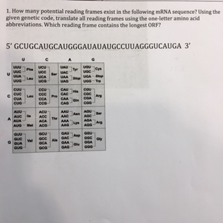 Solved How many potential reading frames exist in the | Chegg.com