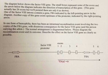 Solved The diagram below shows the factor v gene. The small | Chegg.com