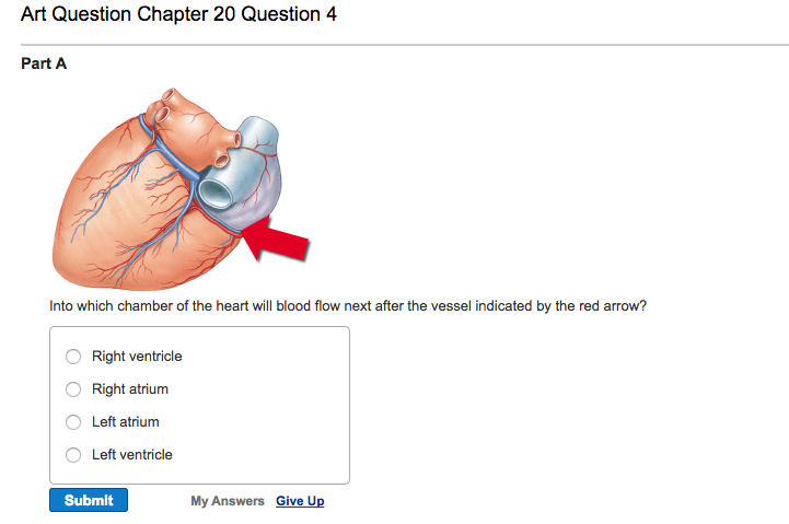 Solved Into which chamber of the heart will blood flow | Chegg.com
