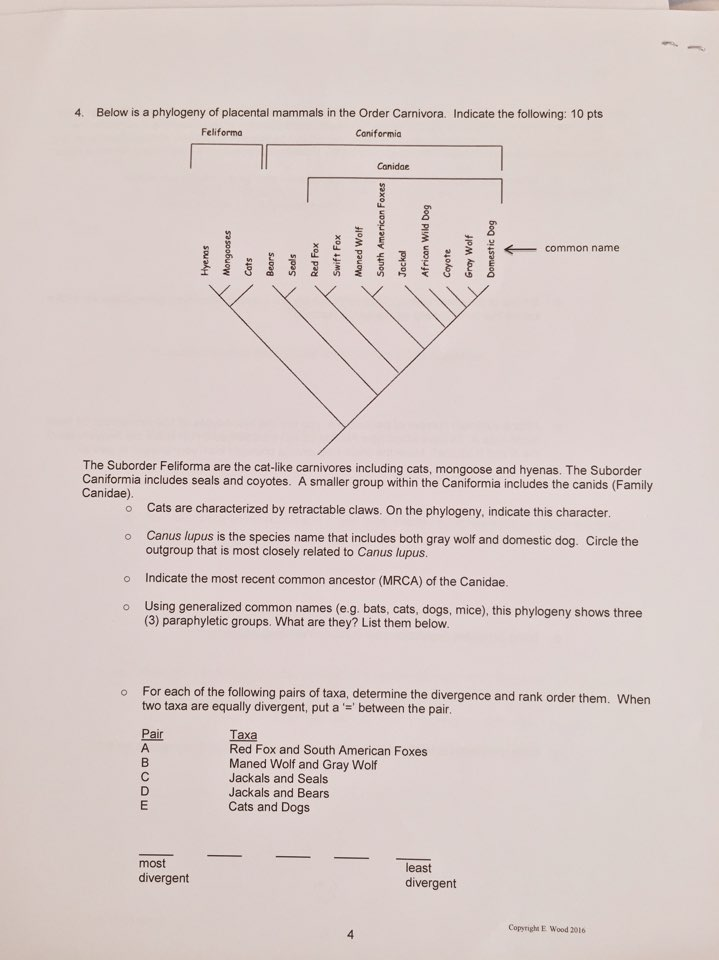 Solved Below is a phylogeny of placental mammals in the | Chegg.com