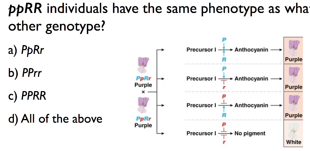 Solved PPRR individuals have the same phenotype as wha other | Chegg.com