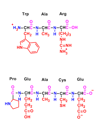 Solved What is the wedge- dash notation for the molecules | Chegg.com