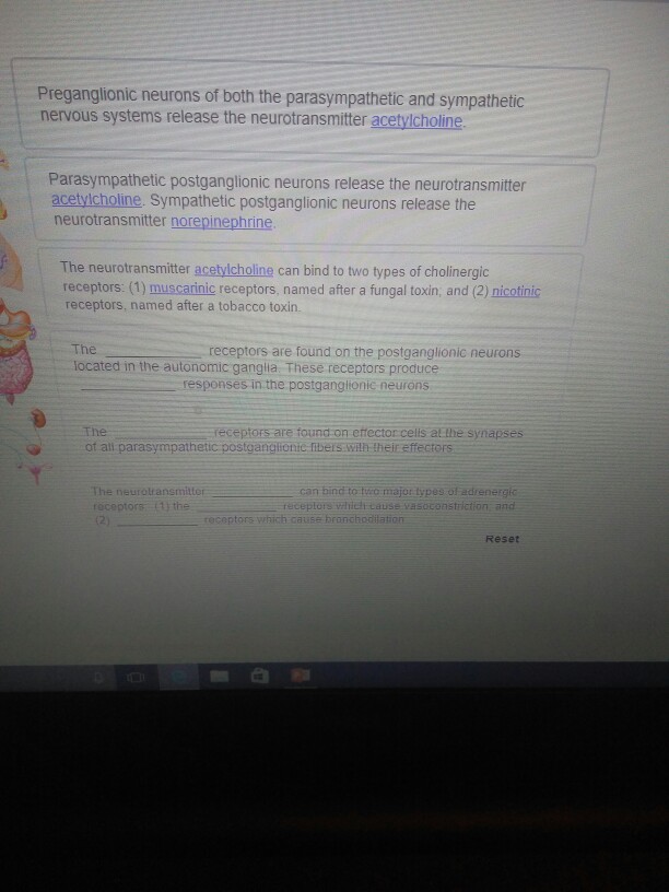 Solved Preganglionic neurons of both the parasympathetic and | Chegg.com