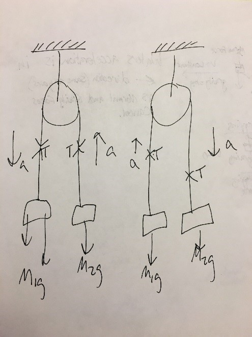 Solved Force on Stationary 10 N Spring Scale (N) 5.6IN) | Chegg.com