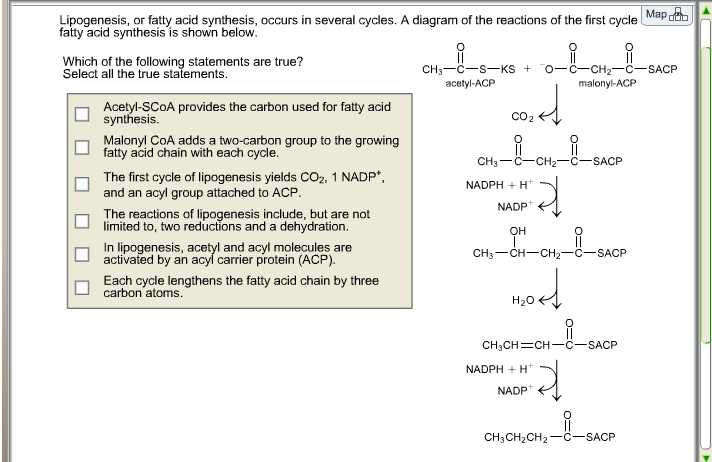 Solved Lipogenesis, or fatty acid synthesis, occurs in | Chegg.com