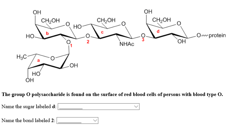 Solved OH OH CH2OH CH2OH CH2OH HO Om protein HO OH NHAc H3C | Chegg.com
