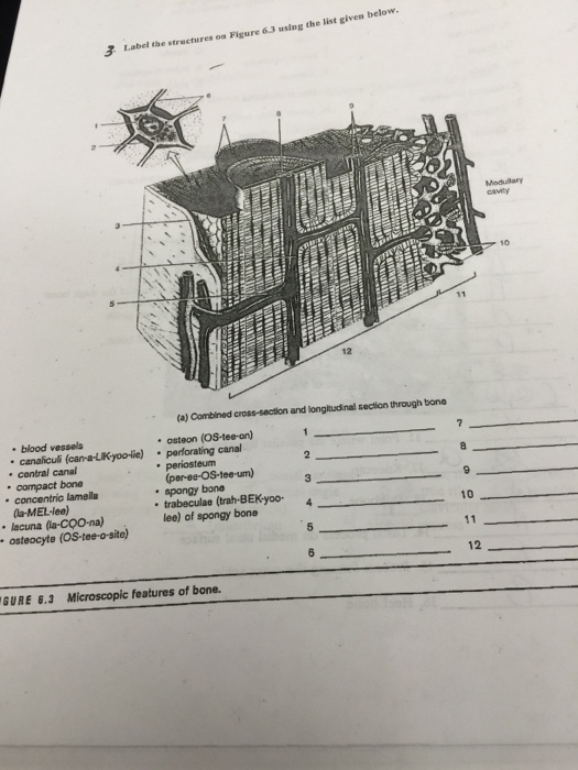 Solved Label the structures on figure 6.3 using the list | Chegg.com