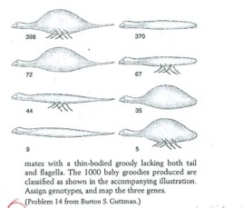 Groodies are useful (but fictional) haploid | Chegg.com