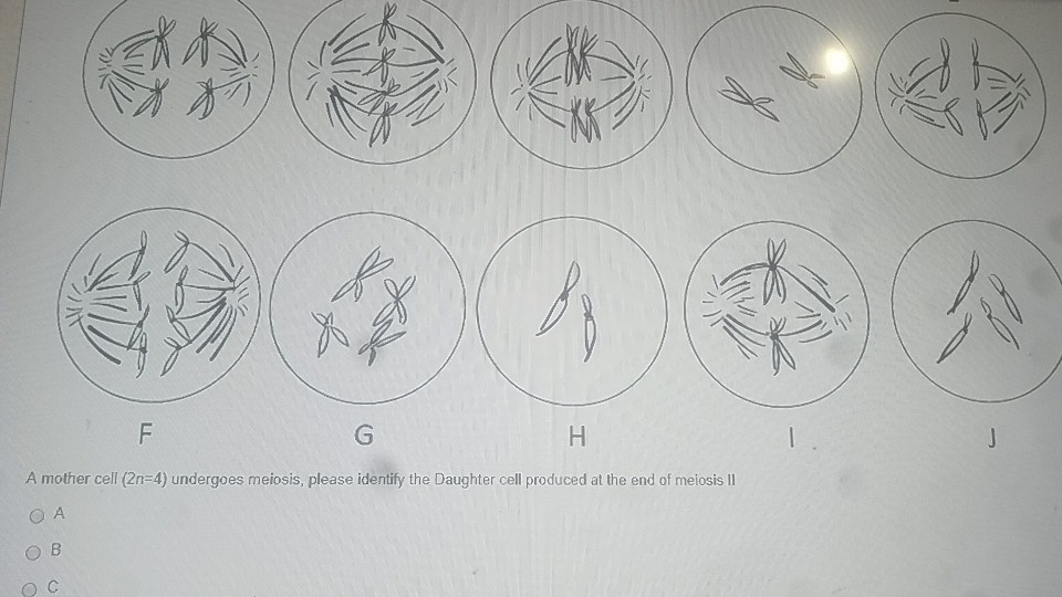 Solved A mother cell (2n=4) undergoes meiosis, please | Chegg.com