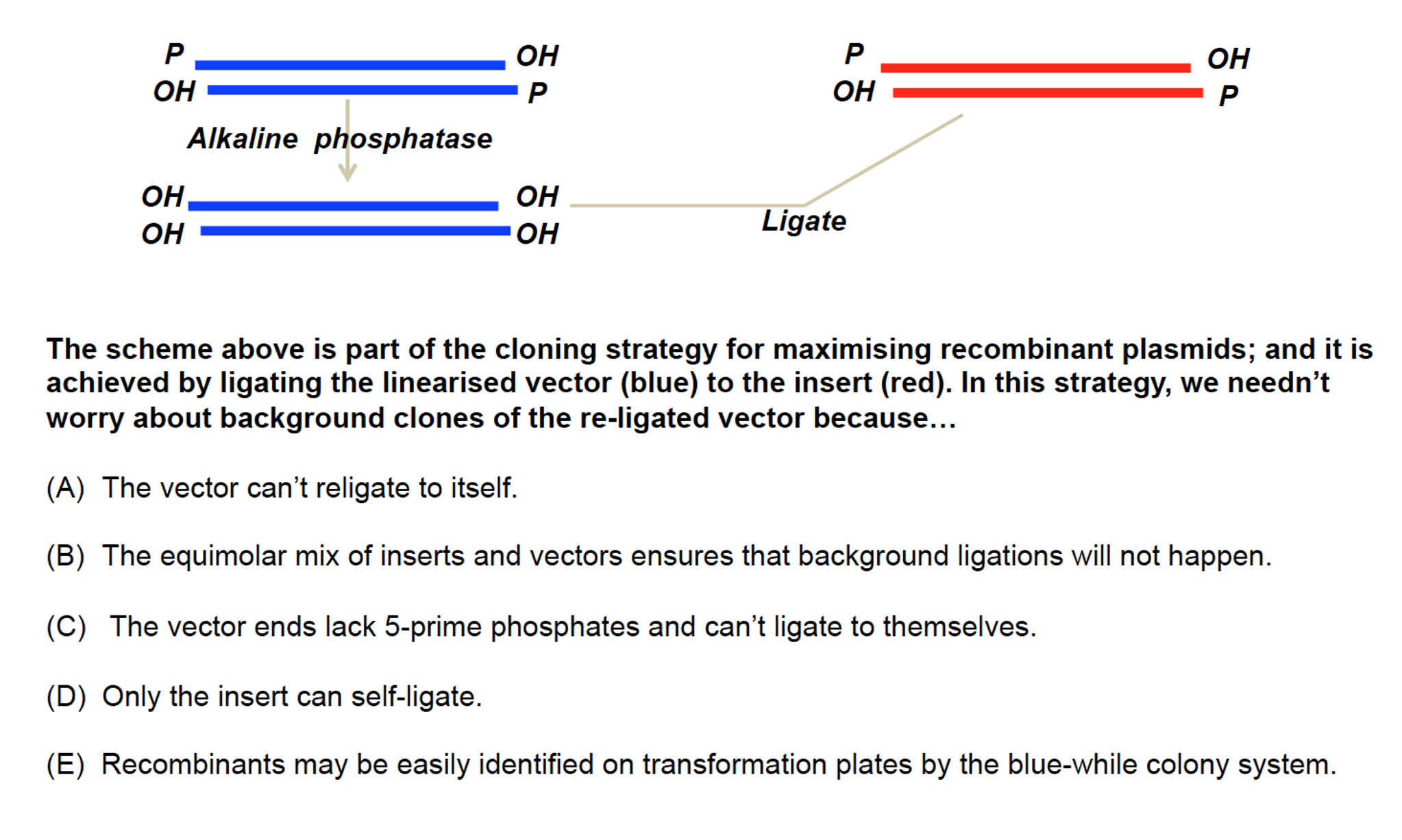 Solved 3".... T CGC The DNA fragment above has an | Chegg.com