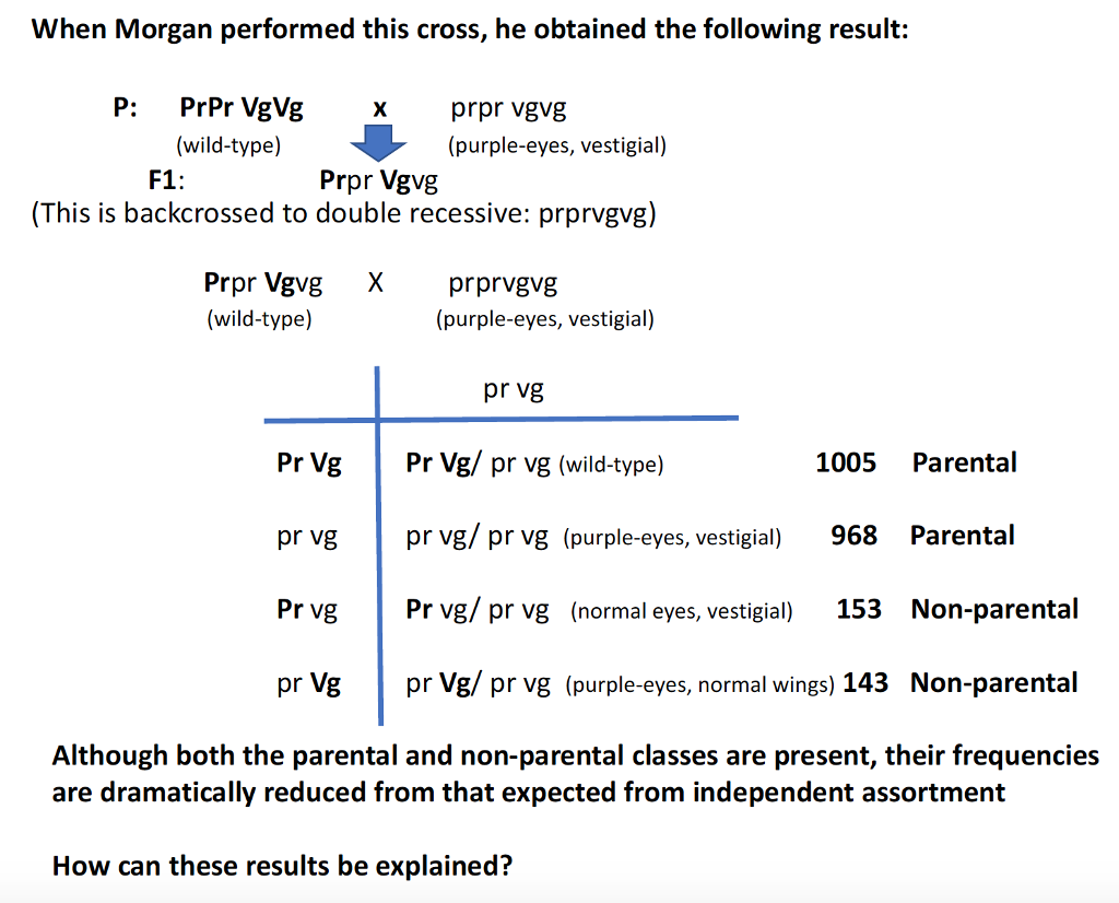 GENETICS: My question: How do you which are | Chegg.com