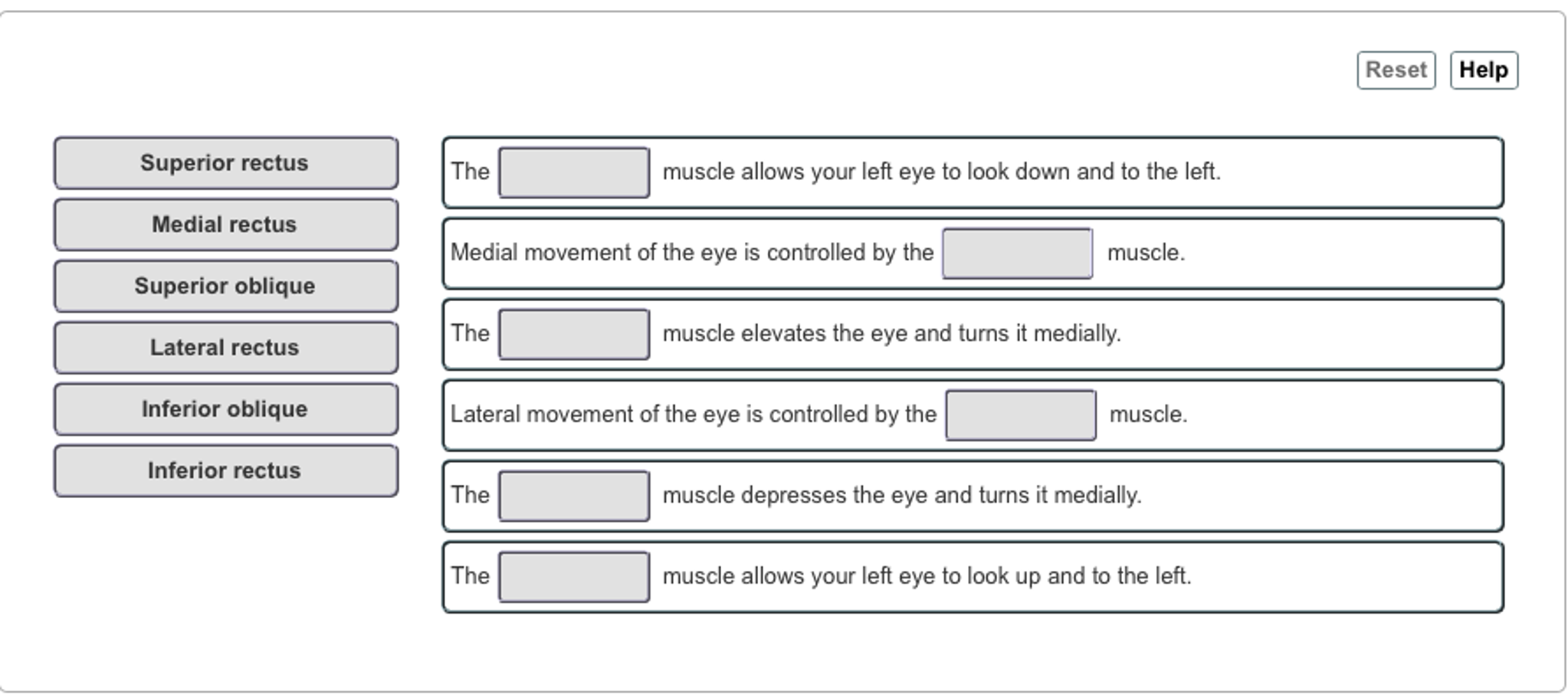 Solved Correctly place each muscle in the sentence that | Chegg.com