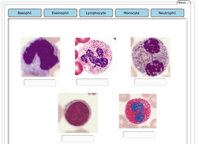 Solved Basophil Eosinophil Lymphocyte Monocyte Block. | Chegg.com
