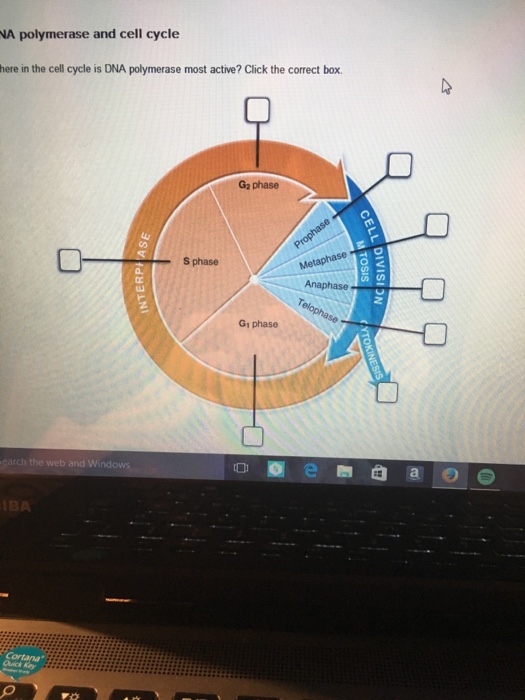 Solved where in the cell cycle is DNA polymerase most | Chegg.com