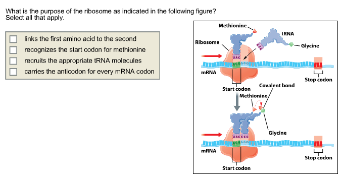 Solved DNA repair is necessary for normal gene function. | Chegg.com