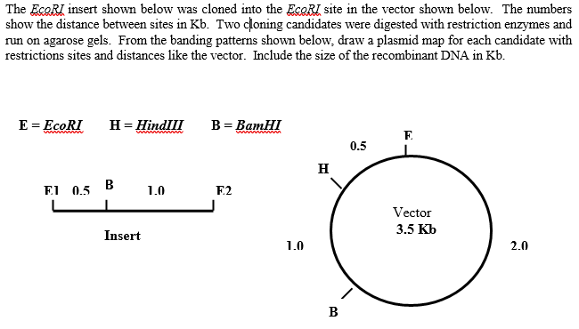 Solved The EcoRI insert shown below was cloned into the | Chegg.com
