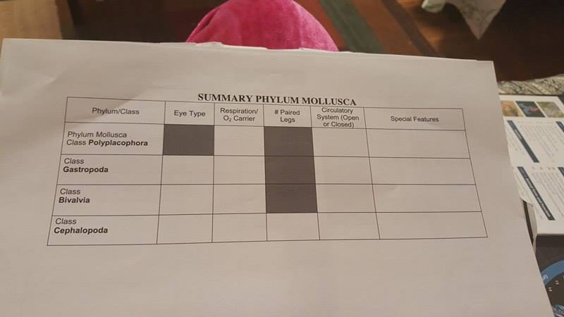 Solved Phylum/Class Phylum Mollusca Class Polyplacophora | Chegg.com