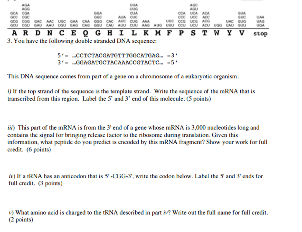 Solved You have the following double stranded DNA sequence: | Chegg.com