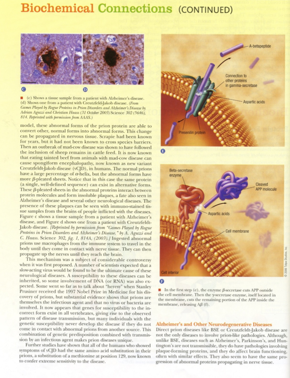 Solved Biochemical Connections MEDICINE Protein Folding | Chegg.com