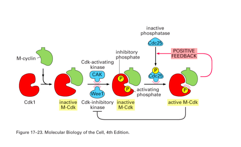 Solved inactive phosphatase dc2 POSITIVE inhibitory FEEDBACK | Chegg.com