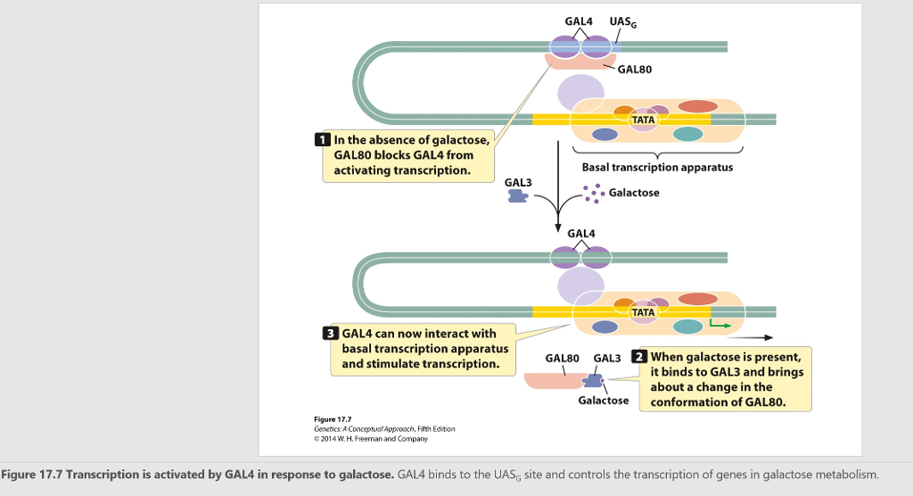 Solved GAL4 UAS GAL80 TATA In the absence of galactose, | Chegg.com