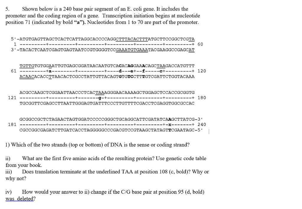 Solved Shown below is a 240 base pair segment of an E. coli | Chegg.com
