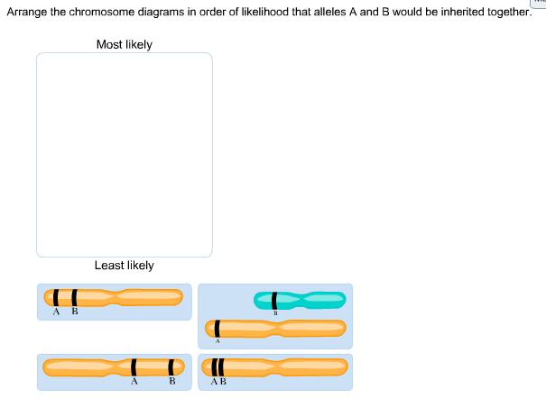 Solved Arrange the chromosome diagrams in order of | Chegg.com Solved Arrange the chromosome diagrams in order of | Chegg.com