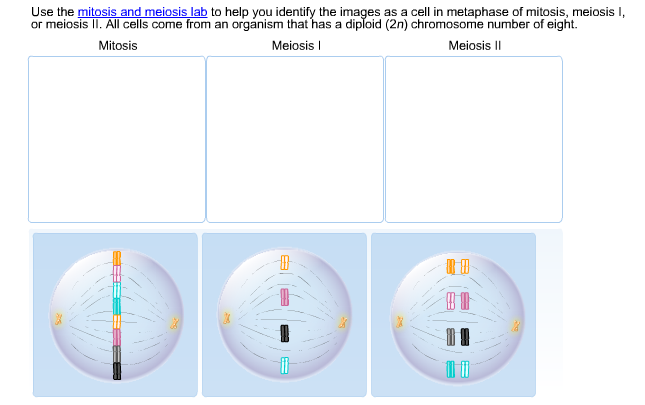 Meiosis Vs Mitosis Chromosome Numbers