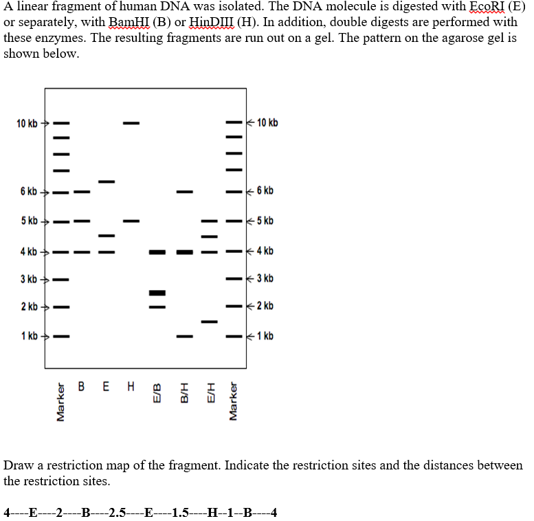 Solved A linear fragment of human DNA was isolated. The DNA | Chegg.com