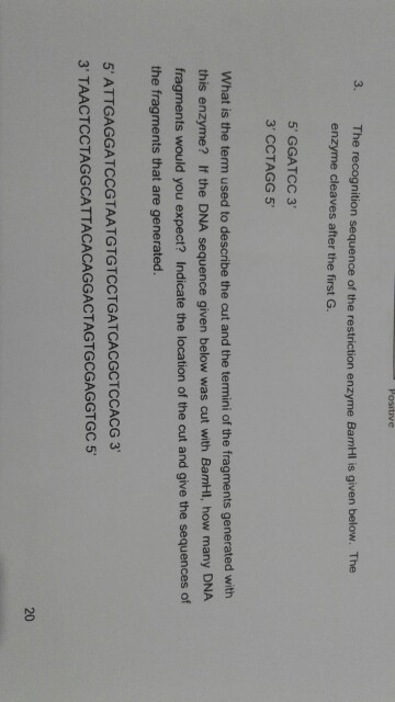 Solved Positive 3. The recognition sequence of the | Chegg.com