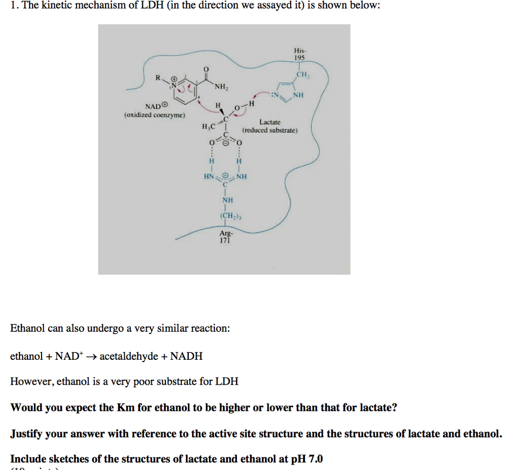 The kinetic mechanism of LDH (in the direction we | Chegg.com