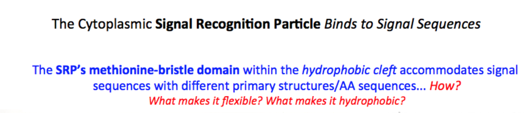 Solved The Cytoplasmic Signal Recognition Particle Binds to | Chegg.com