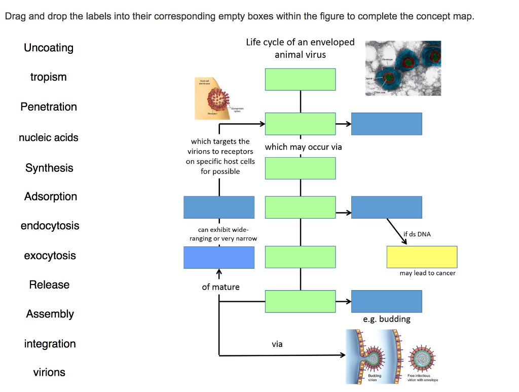 Solved Drag and drop the labels into their corresponding | Chegg.com