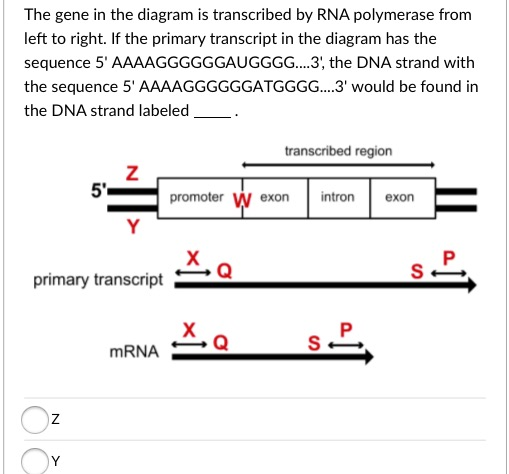 Solved The gene in the diagram is transcribed by RNA | Chegg.com