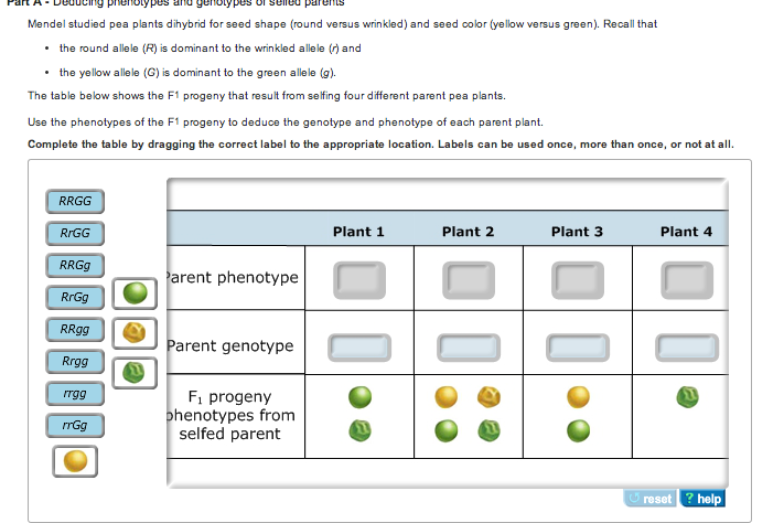 Solved Mendel studied pea plants dihybrd for seed shape | Chegg.com