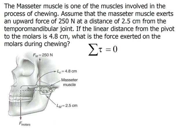Solved The Masseter muscle is one of the muscles involved in | Chegg.com