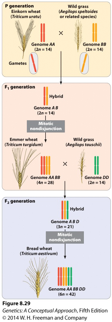 Solved What type of polyploid (allotriploid, allotetraploid, | Chegg.com
