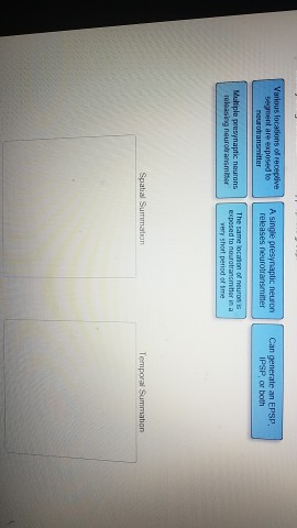 Solved Various locations of receptive A single presynaptic | Chegg.com