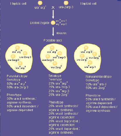 Solved I laplcic cel I lapbid cell Meinsis PosSIble asci | Chegg.com