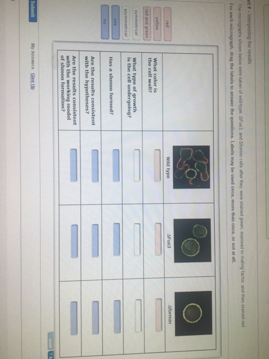 Solved The micrographs shown below were taken of wild-type | Chegg.com