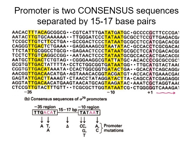 Solved Microbiology Question: Here is a different region of | Chegg.com