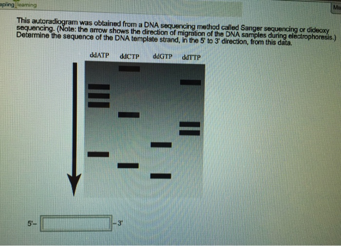 Solved The auto radiogram was obtained from a DNA sequencing | Chegg.com
