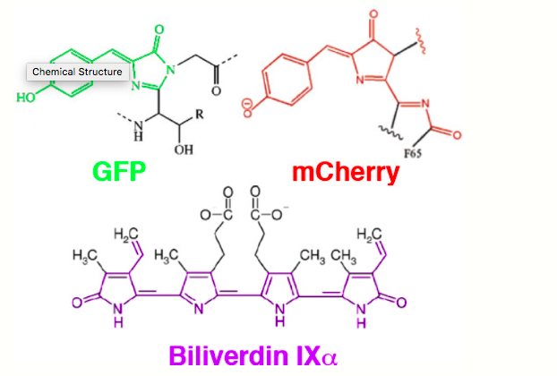 Solved Looking at the derivatives of GFP below, compare and | Chegg.com