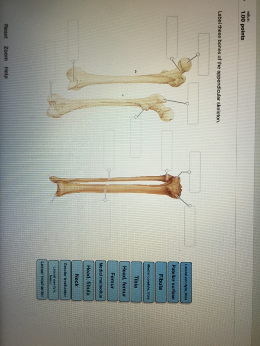Solved Label those bones of the appendicular skeleton. | Chegg.com
