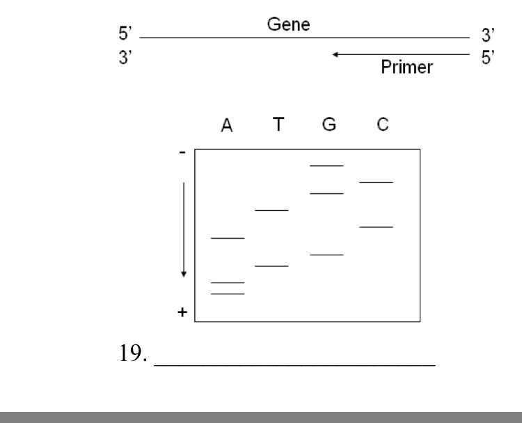 Solved 5' 5' Gene 3" 5' 3' Primer A T GC 19 | Chegg.com